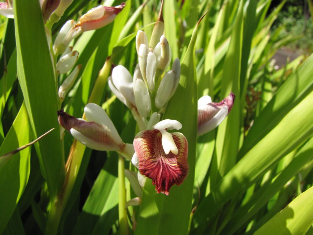 Alpinia calcarata – Chittarutha – ByPlants
