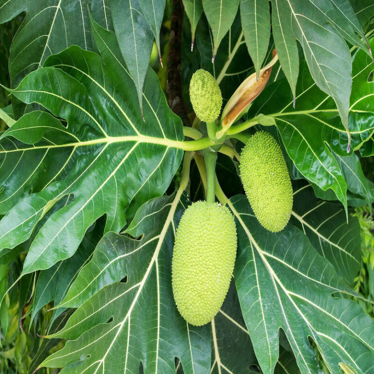 Kadaplavu/Breadfruit – ByPlants