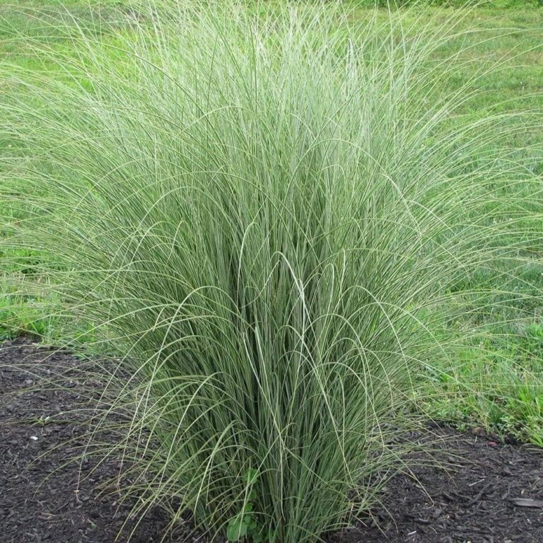 Navagraha Plants (9 Nos) – Set – ByPlants